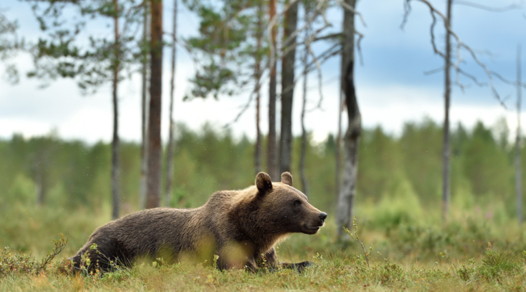 Wild Taiga Finland – Best Things to Do – Explore Nordic