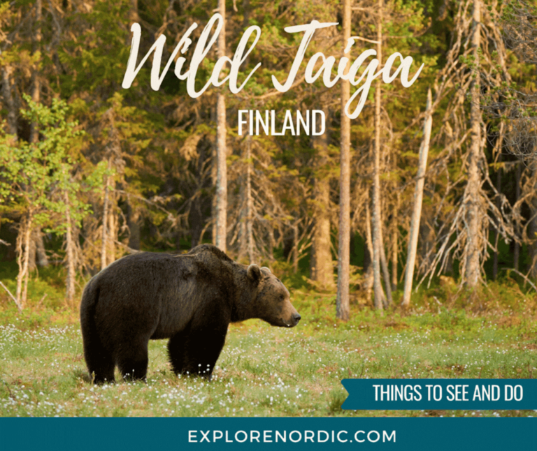 Wild Taiga Finland – Best Things to Do – Explore Nordic